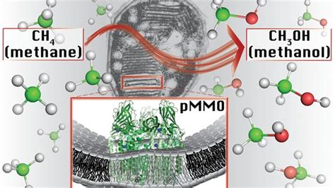 Methane Consuming Bacteria Could Be The Future Of Fuel Lab Manager