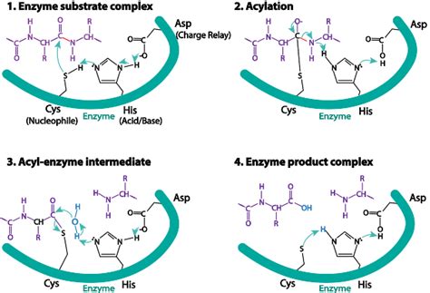 Cysteine Serine Protease ~ Viralzone