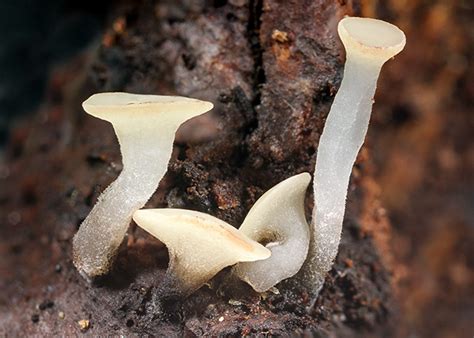 Nature Photography By Dragisa Savic