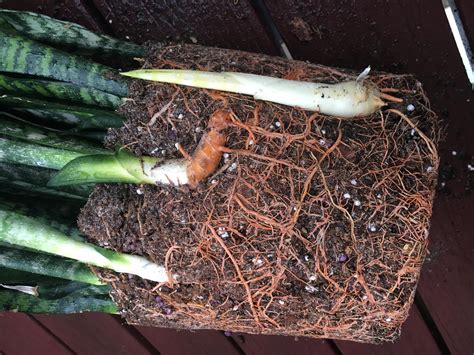 In Love With This Awesome Root System R Rootedporn