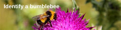 Identifying Bumble Bees Time And Tide Bell