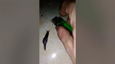 Limus Sakeureut Gastropodha Youtube