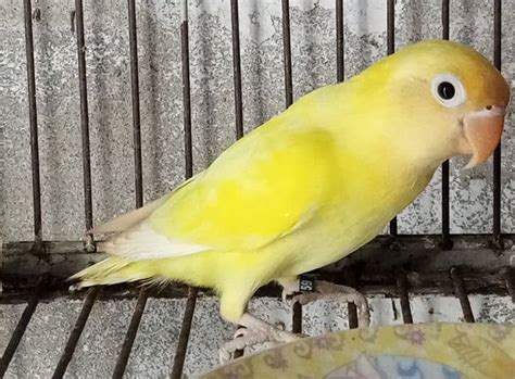Decino Creamino Albino Red Eyes Parrots 1093624658