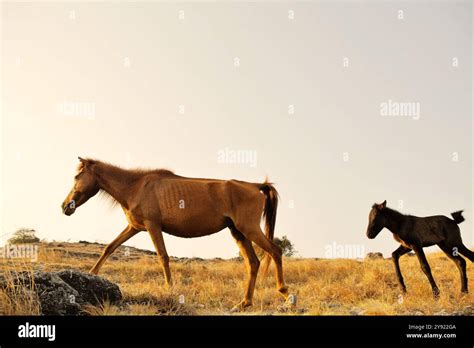 Ponies Moving On Dry Grassland During Dry Season In East Sumba East