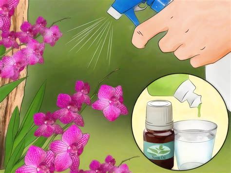 How To Grow Orchids Outside 11 Steps With Pictures Wikihow