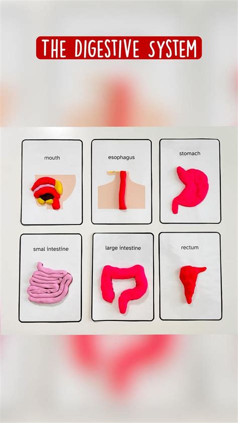 The Digestive System Human Body Systems Digestive System Activities