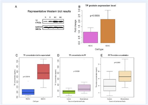 A Representative Western Blot Results For Tissue Factor Tf