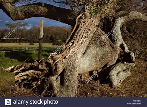 Ivy Climbing On The Trunk Of A Tiwsted Tree Near East End Lymington