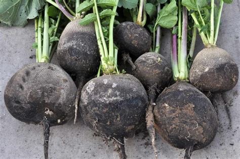 A Complete Guide To Growing Black Radishes