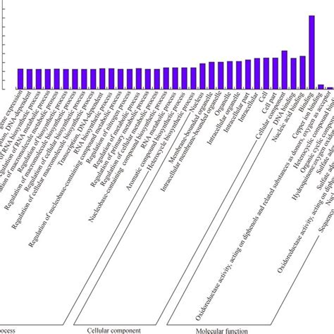 Gene Ontology Analysis Of Mba Mirna Target Genes Download Scientific
