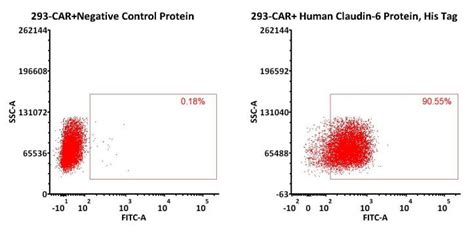 Multi Pass Transmembrane Proteins Your Next Car T Target Protein