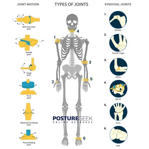 Joints Diagram Quizlet