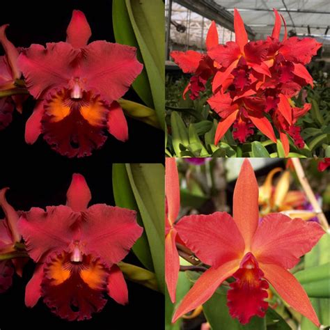 Cattleya Orchid Seedling Pot Carolina Splendor Krulls Ruby Amaos