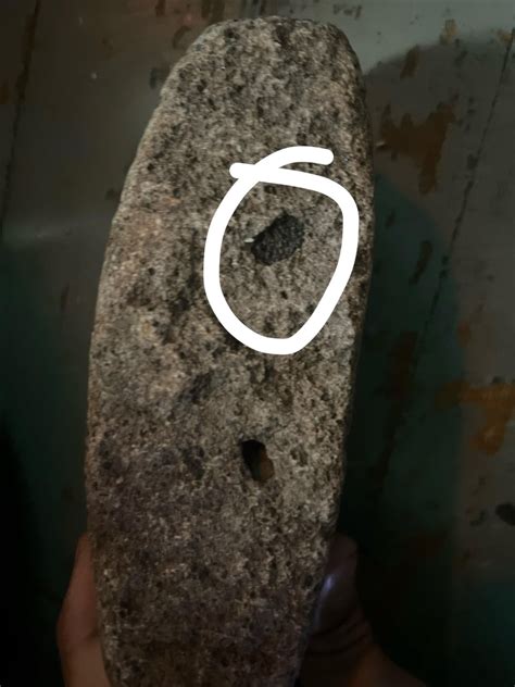 Is This A Fossil R Fossilhunting