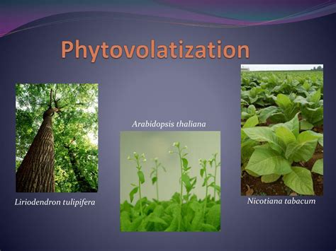 Ppt Use Of Phytoremediation To Mitigate Mercury Pollution Caused By Artisanal Gold Mining