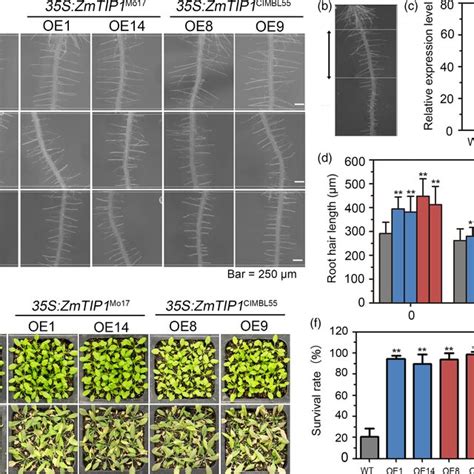 Analysis Of Root Hair Length And Drought Tolerance In Zmtip1 Transgenic