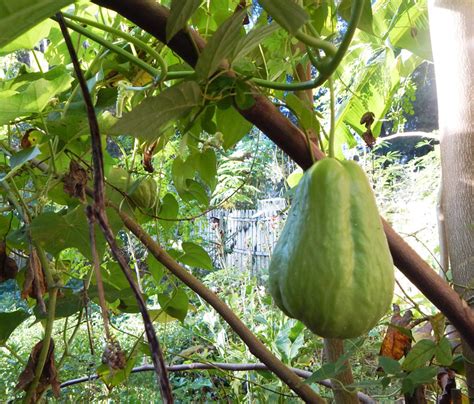 Growing Chayote Squash The Survival Gardener