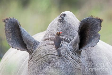 Oxpecker And Rhino Relationship
