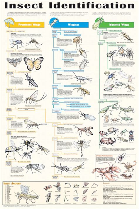 Insect Identification Laminated Poster Insect Identification Insect Classification Garden