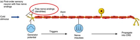 Bms191 Topic 6 Nervous System Part 7 What Is The Structure And Function Of The