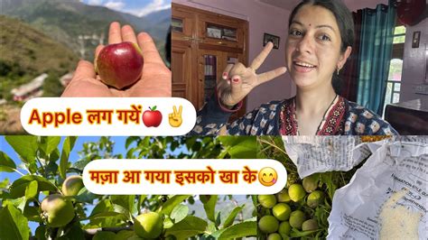 आज की बगीचे की सैर ️🌳खट्टी खट्टी खुमानी खायी😋dailylifestylevlog