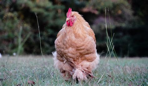 Cochin Chicken Breed Profile Farmhouse Guide
