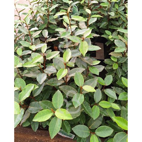 Elaeagnus Ebbingei Compacta Olijfwilg Heester De Batterijen