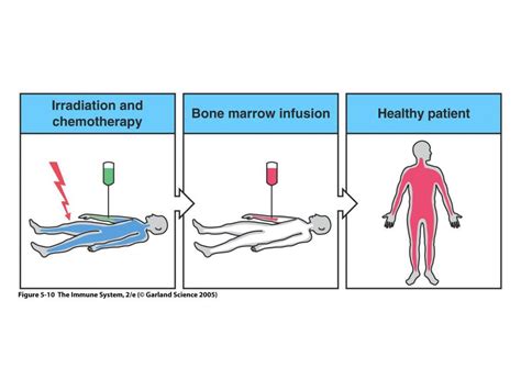 Ppt Lecture 10 Thymocyte Selection Ii Powerpoint Presentation Free Download Id3346875