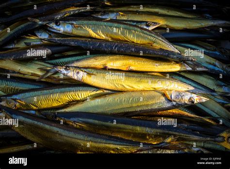 A bunch of fish hi-res stock photography and images - Alamy