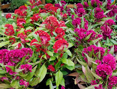 Cockscomb Guide How To Grow And Care For Celosia Cristata”