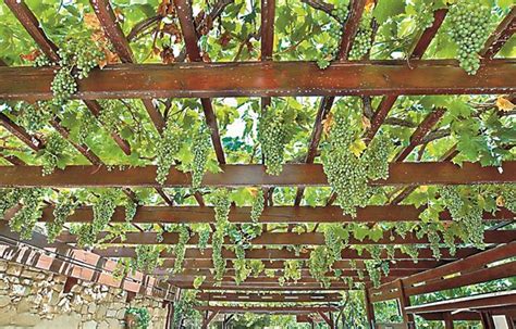 Да си направим красива асма по правилата Български Фермер