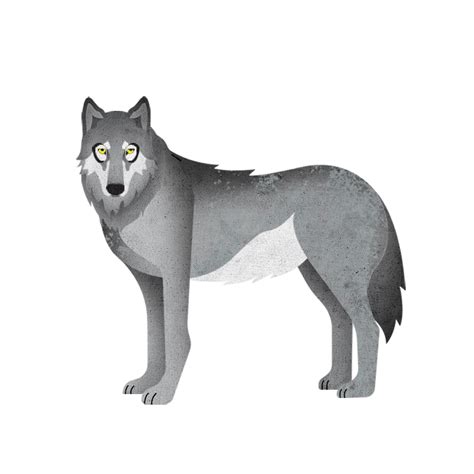 Wolves And The Food Web Pacific Wild
