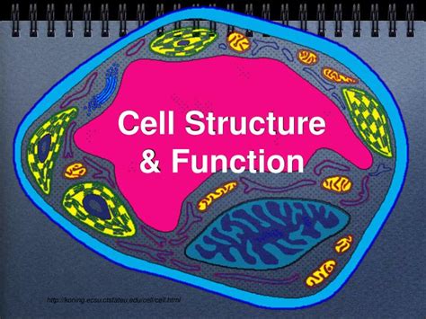 Ppt Cell Structure And Function Powerpoint Presentation Free Download