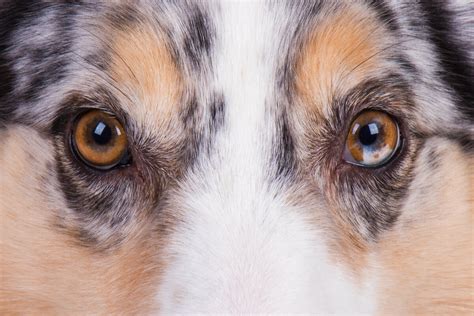 Síndrome de Horner en perros síntomas diagnóstico y prevención Mis animales