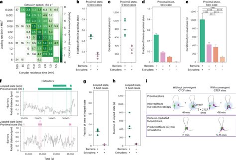 estimation of frequency and duration of cohesin mediated ctcf loops a