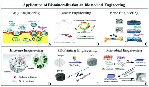 Summary Of Application Of Biomineralization On Biomedical Engineering Download Scientific