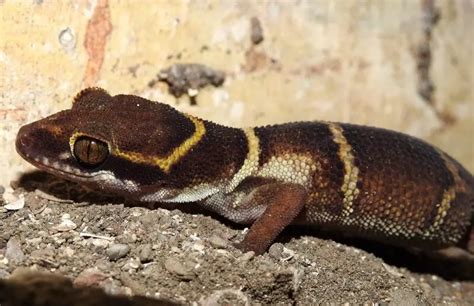 Datos De Cyrtodactylus Deccanensis Dieta Hábitat E Imágenes En