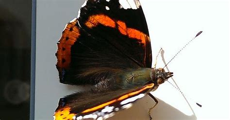 Flutterby Imgur