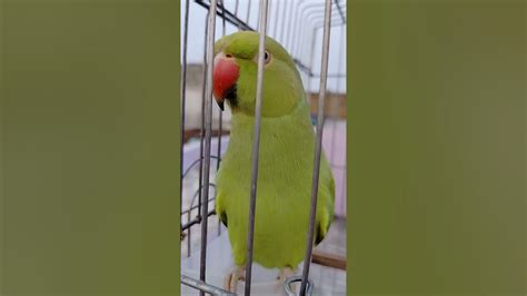 Rattu Totayee Mithushorts🦜 Youtube