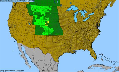 Narrowleaf Milkvetch Astragalus Pectinatus