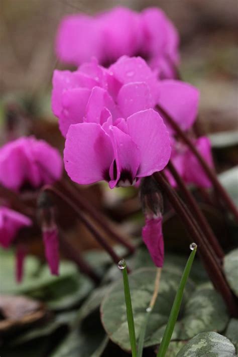 Linden Tree Tilia Cordata Complete Growing Guide