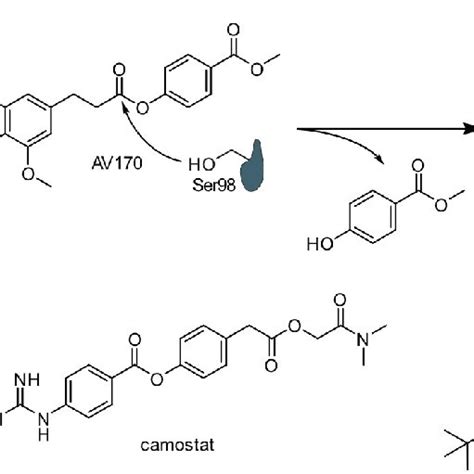 A Structure Of The Proteolytic Clpxp Complex Consisting Of
