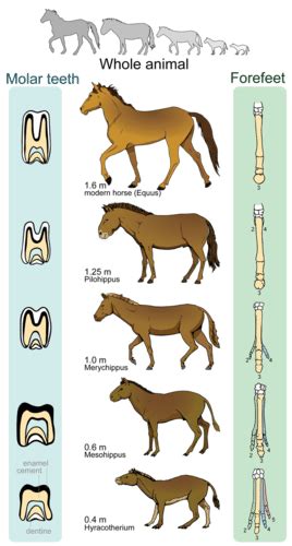 Fossil Record Evidence For Evolution