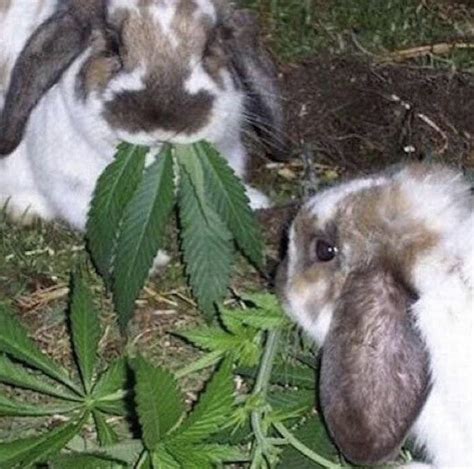 I Do Not Believe That Is Grass O Little Ones Rmakemesuffer