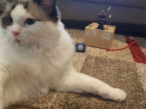 Moving Laser Game For Cats With Raspberrypi Raspberrypi Piday