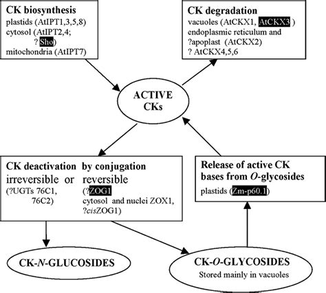 Simplified Model Of Ck Metabolism Including Known Localization Of Download Scientific Diagram