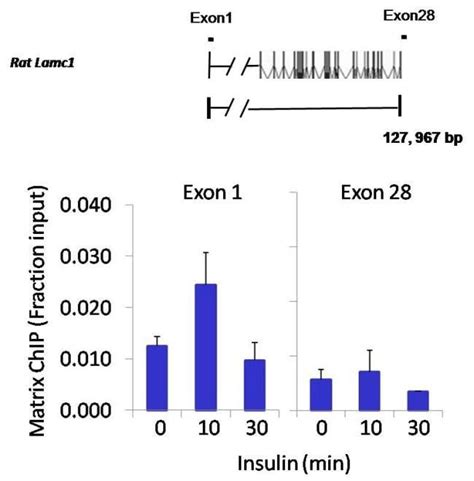 Jund Polyclonal Antibody Invitrogen™ 200 μg Unconjugated Fisher