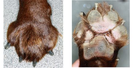 Interdigital ‘cysts Pododermatitis The Skin Vet