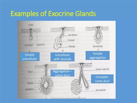 Exocrine And Endocrine Glands Pptx