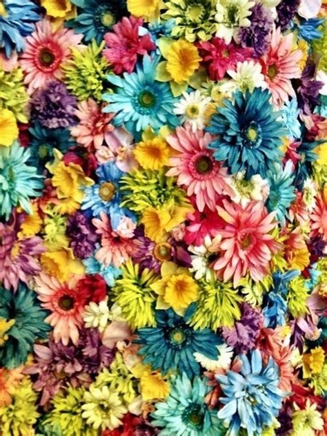 Bright Colors Colorful Flowers Love Flowers Beautiful Flowers